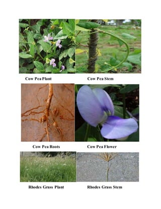 Crop Agronomy identification and disease identification | DOCX