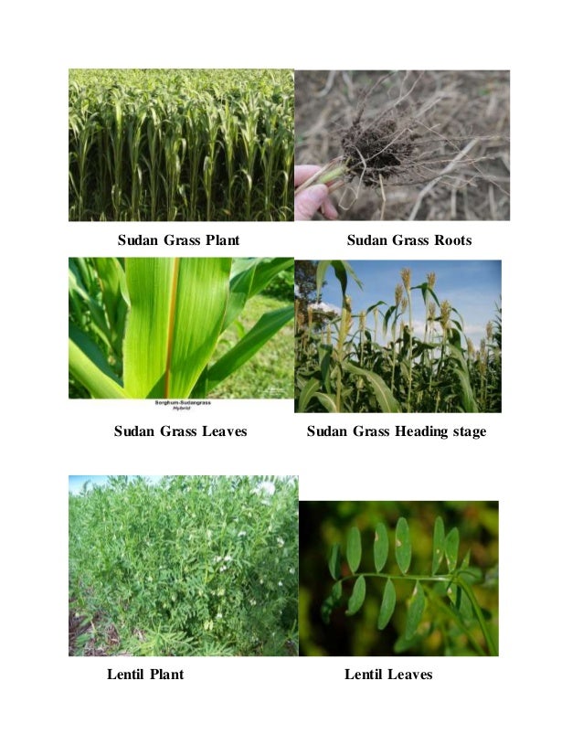 Crop Agronomy identification and disease identification