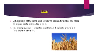 Crop and its type | PDF