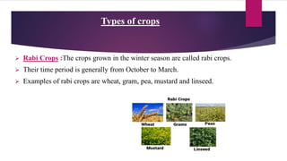 Crop and its type | PDF