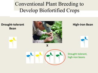 Crop bio fortification | PPTX