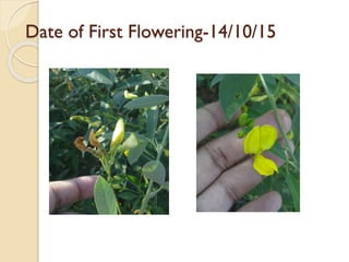 Crop calendar-Arhar | PDF