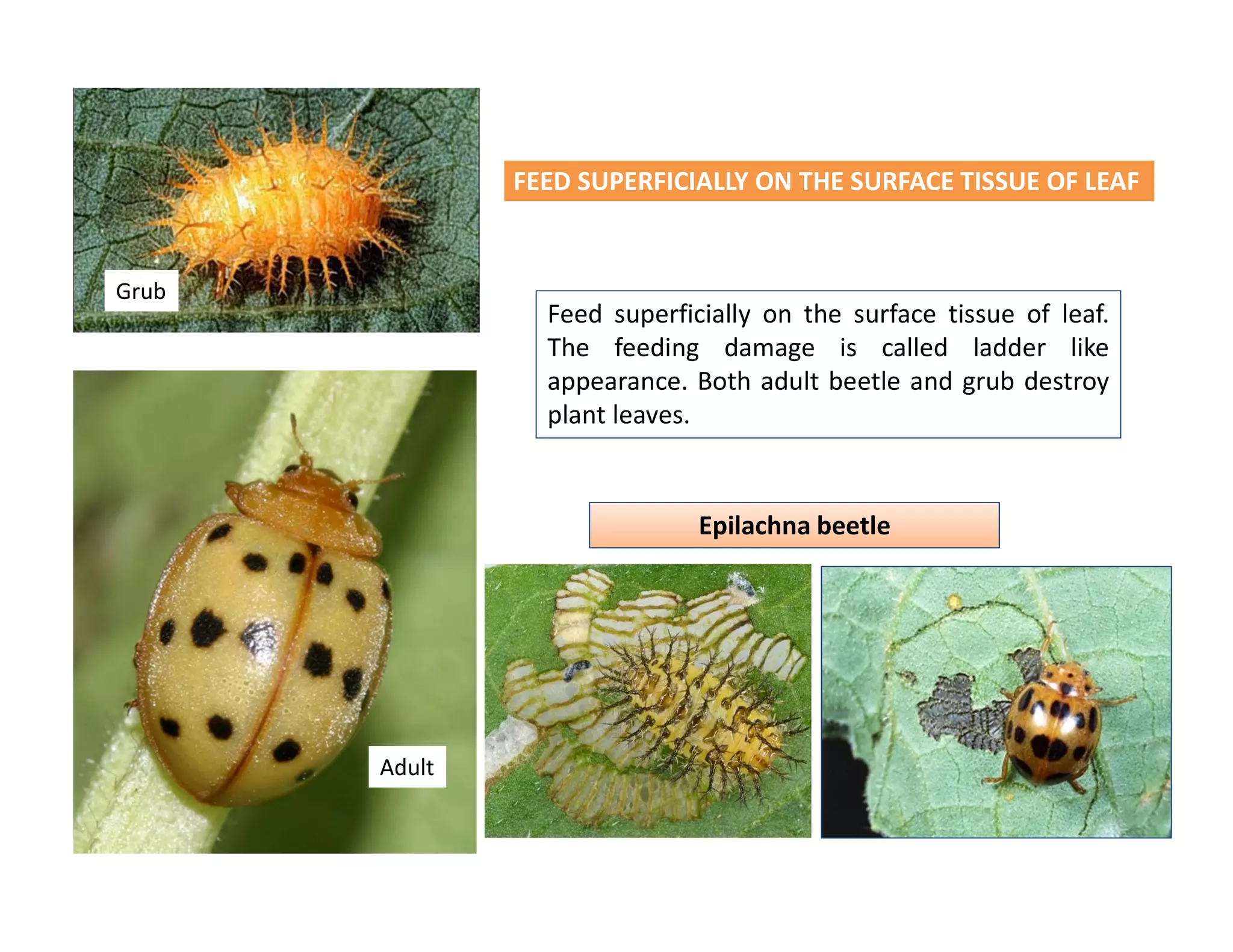 Crop damage by insects | PDF
