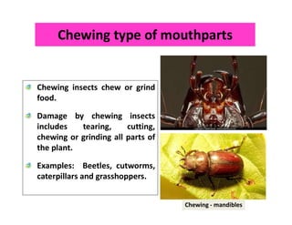 Crop damage by insects | PDF