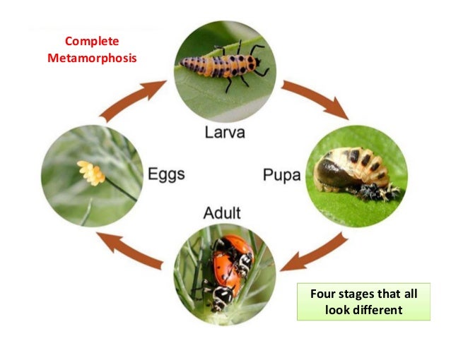 Crop damage by insects
