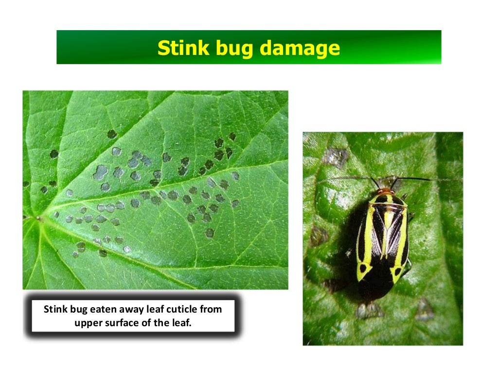 Crop damage by insects