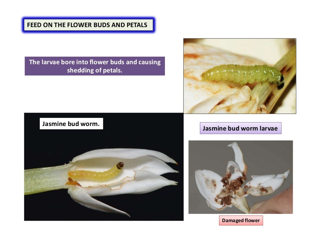 Crop damage by insects