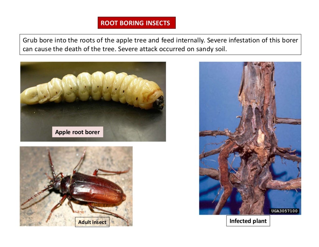 Crop damage by insects
