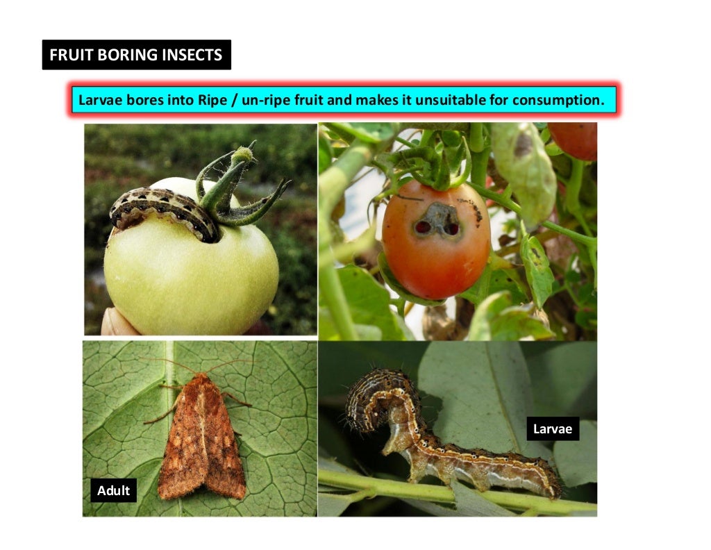 Crop damage by insects