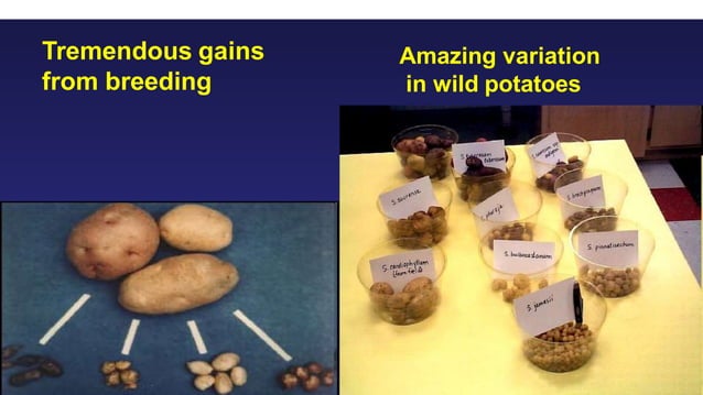 crop domestication 1111111111111111.pptx