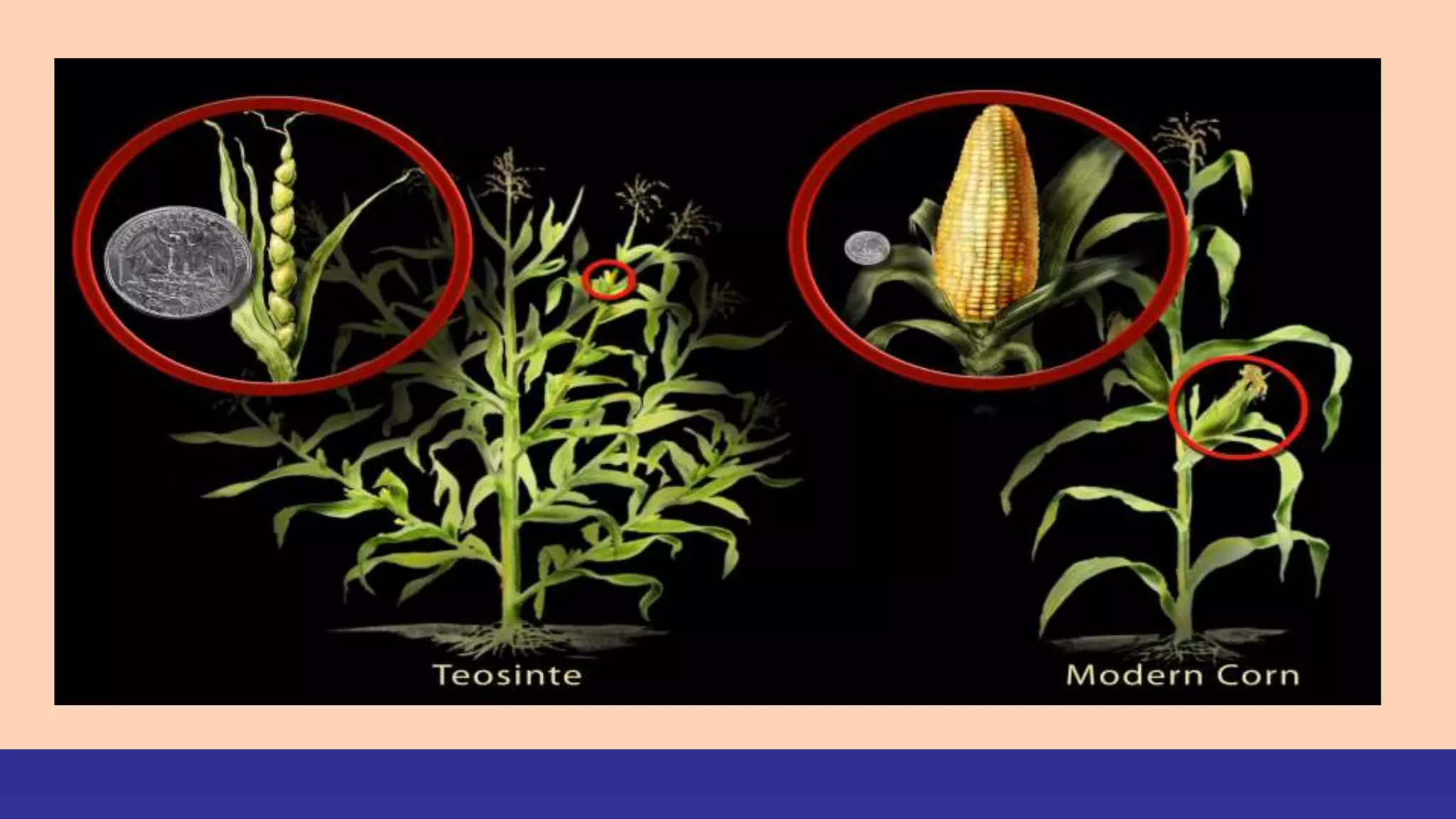 Domestication of Crop plants | PPTX