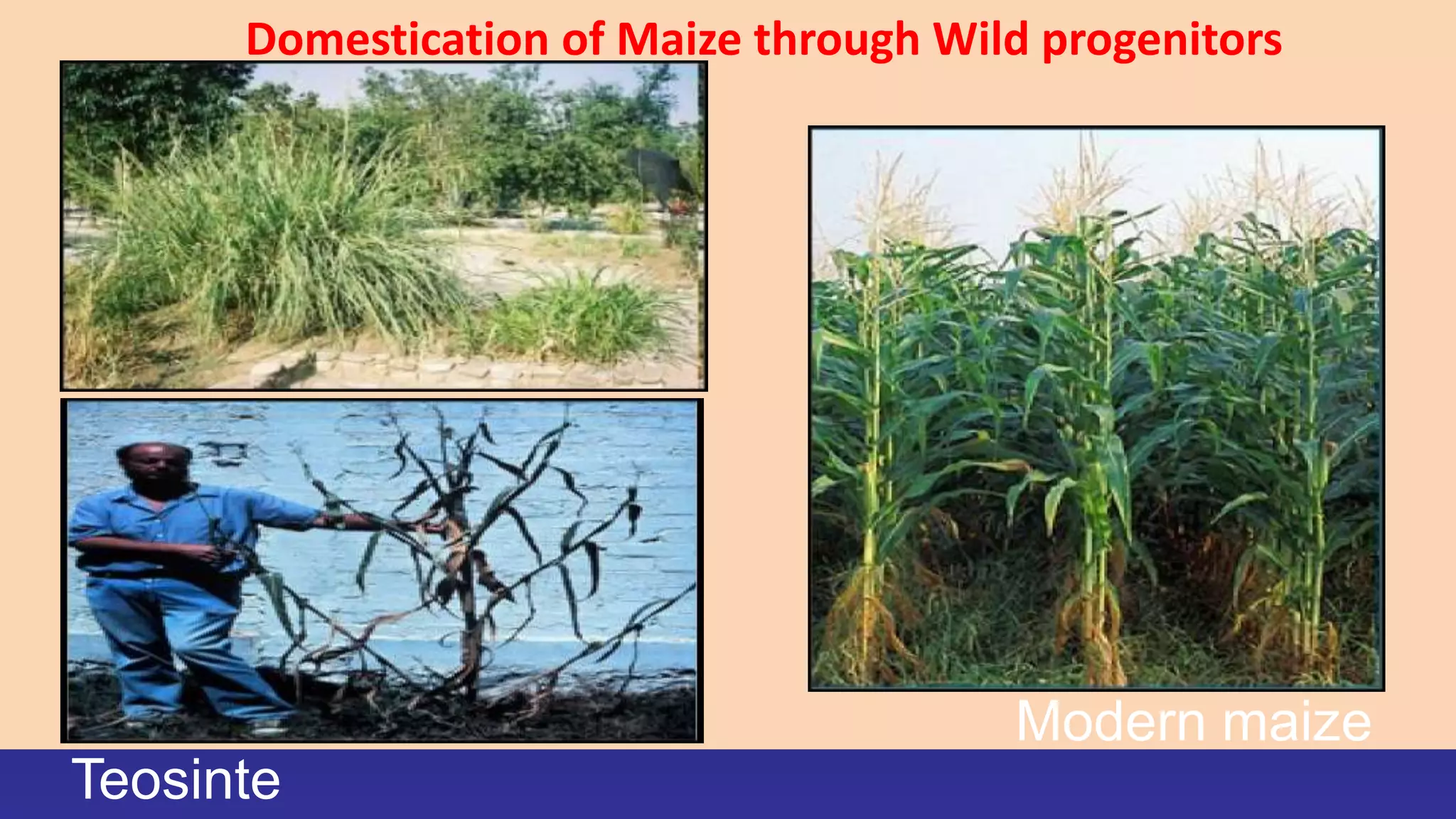Domestication of Crop plants | PPTX