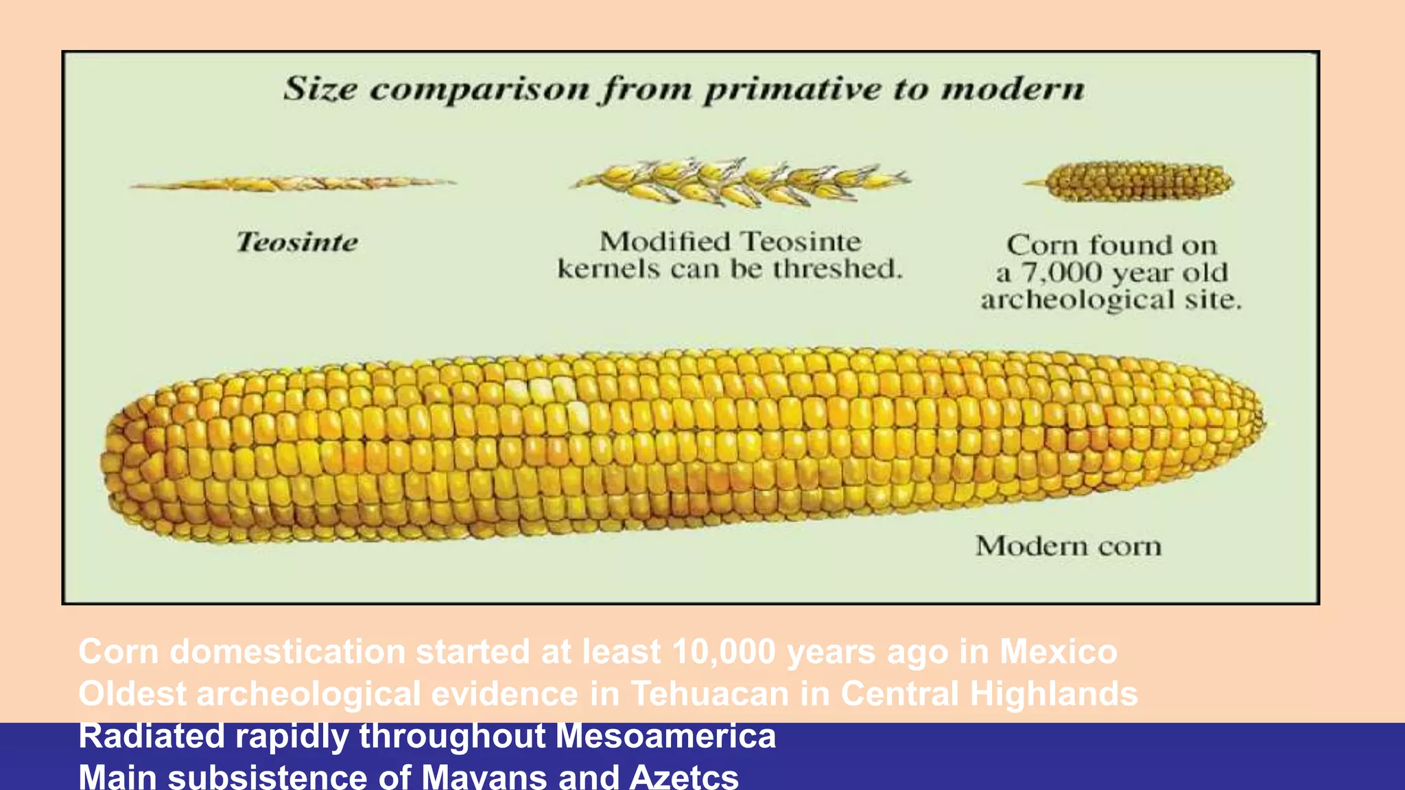 Domestication of Crop plants | PPTX | Gardening | Home & Garden