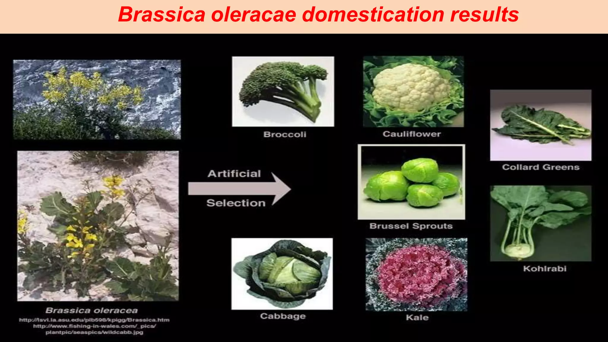 Domestication of Crop plants | PPTX
