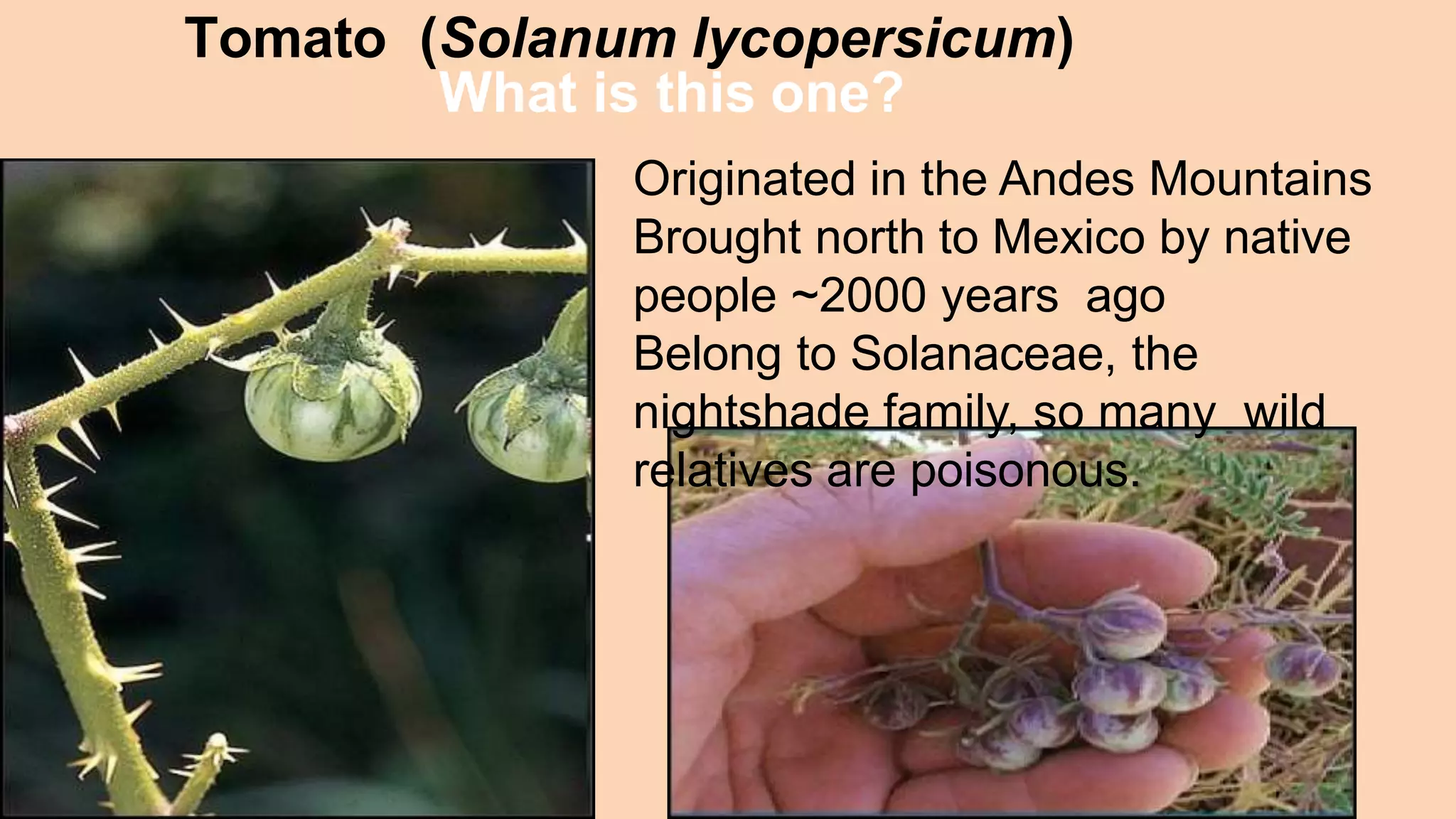 Domestication of Crop plants | PPTX