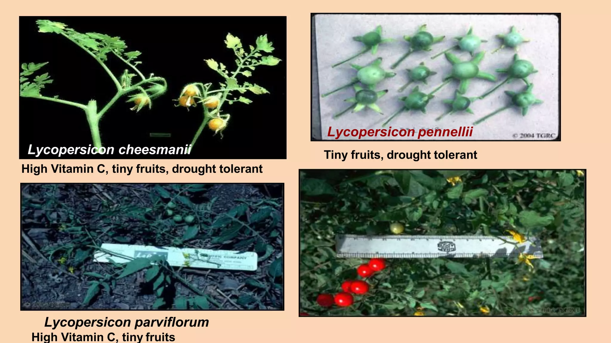 Domestication of Crop plants | PPTX