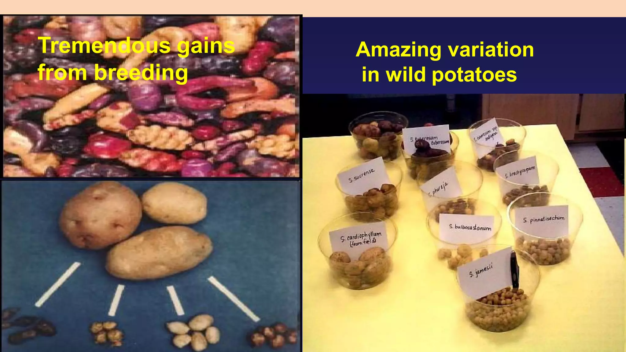 Domestication of Crop plants | PPTX