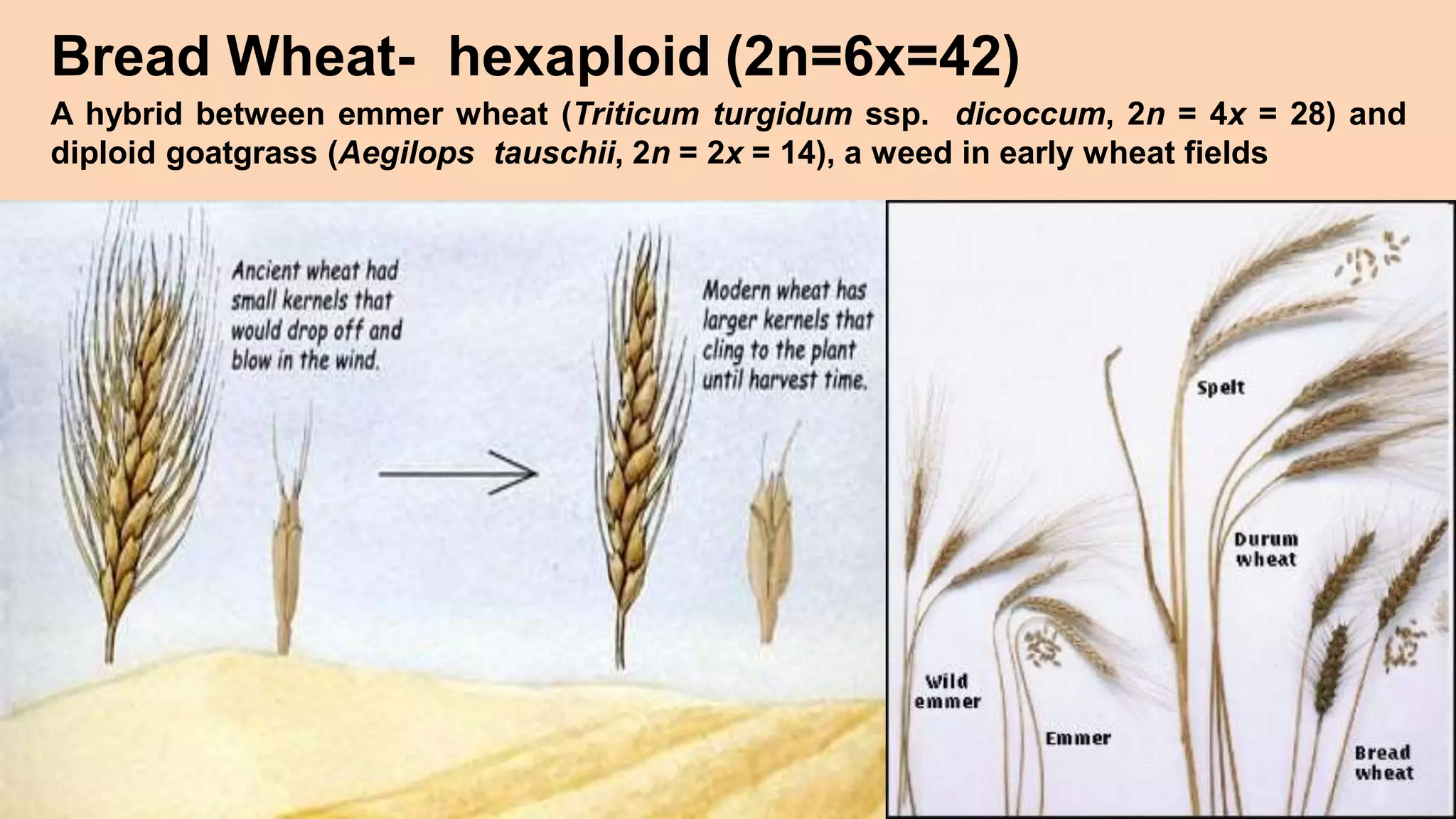 Domestication of Crop plants | PPTX