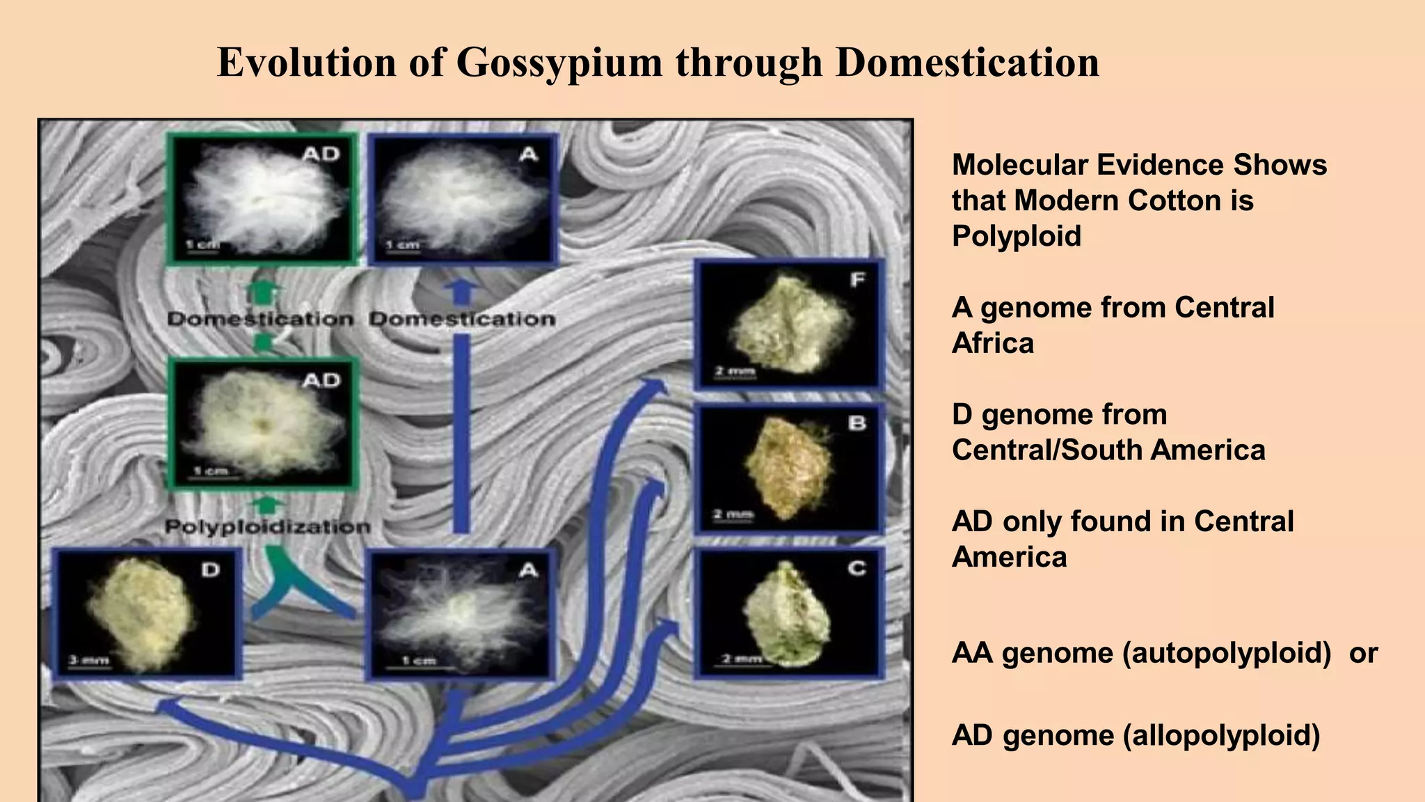 Domestication of Crop plants | PPTX