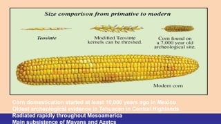 Domestication of Crop plants | PPTX