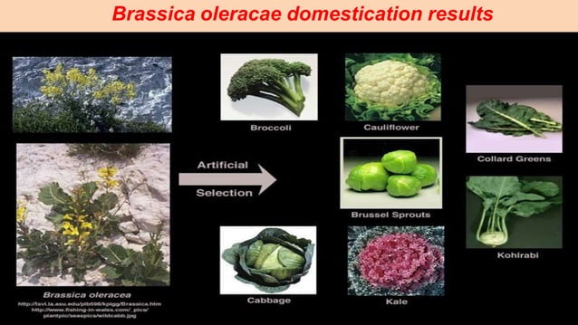 Domestication of Crop plants | PPTX | Gardening | Home & Garden