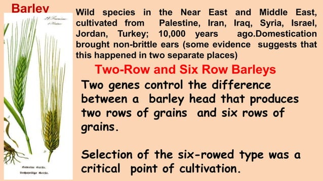 Domestication of Crop plants | PPTX | Gardening | Home & Garden