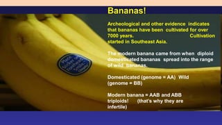 The Origin, Domestication And Dispersal Of Bananas – MUCMV
