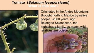 Domestication of Crop plants | PPTX