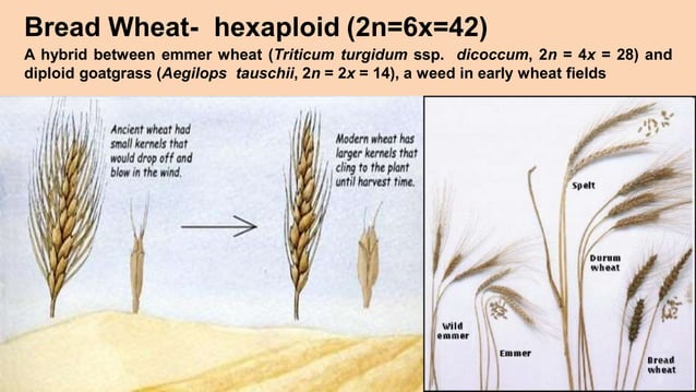 Domestication of Crop plants | PPTX | Gardening | Home & Garden