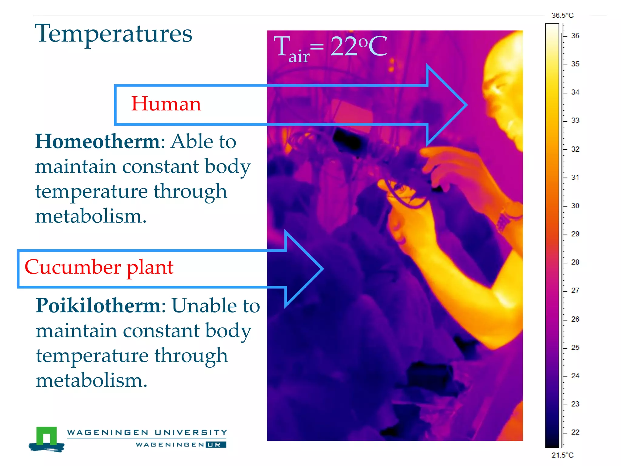 Plant meristem temperatures | PDF | Gardening | Home & Garden