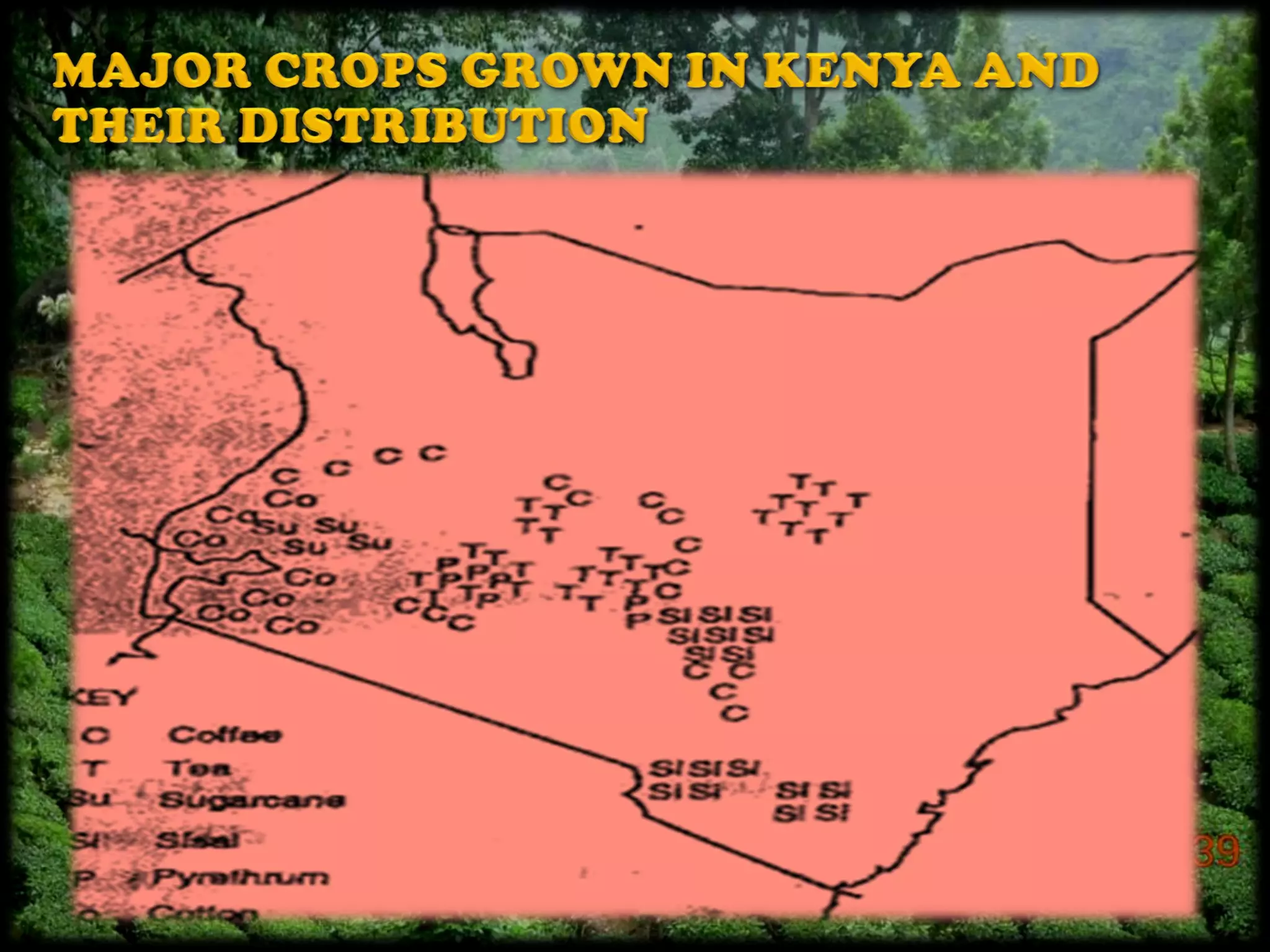 Crop Farming in Kenya, Ghana (Cocoa) & Nigeria (Oil Palm) | PDF