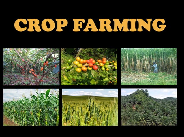 Crop Farming in Kenya, Ghana (Cocoa) & Nigeria (Oil Palm) | PPT