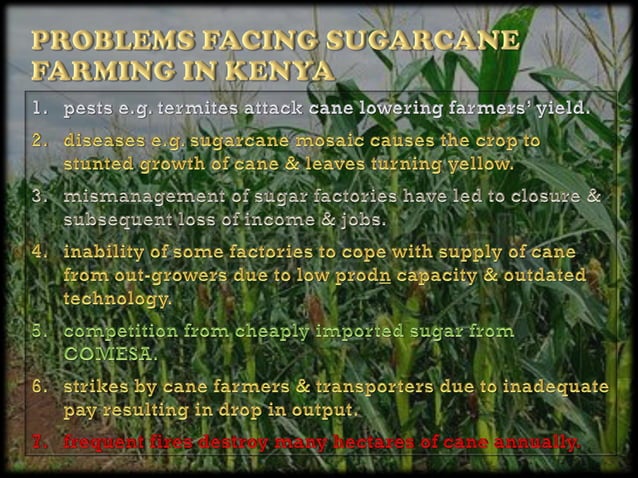 Crop Farming in Kenya, Ghana (Cocoa) & Nigeria (Oil Palm) | PPT