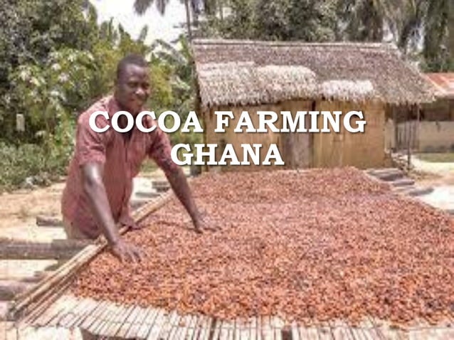 Crop Farming in Kenya, Ghana (Cocoa) & Nigeria (Oil Palm) | PPT