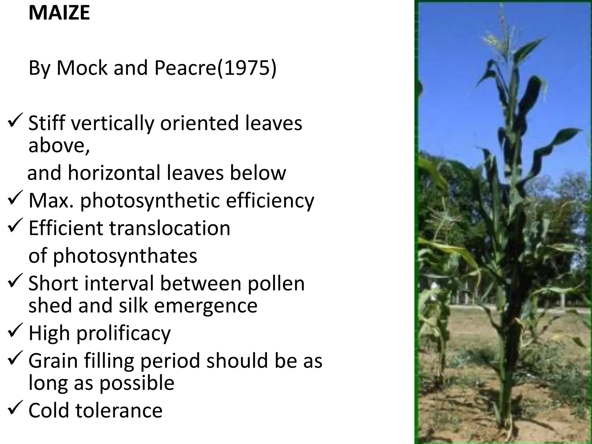 CROP IDEOTYPE CONCEPT- WHEAT, BARLEY, MAIZE AND COTTON | PPTX