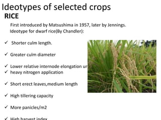 CROP IDEOTYPE CONCEPT- WHEAT, BARLEY, MAIZE AND COTTON | PPTX