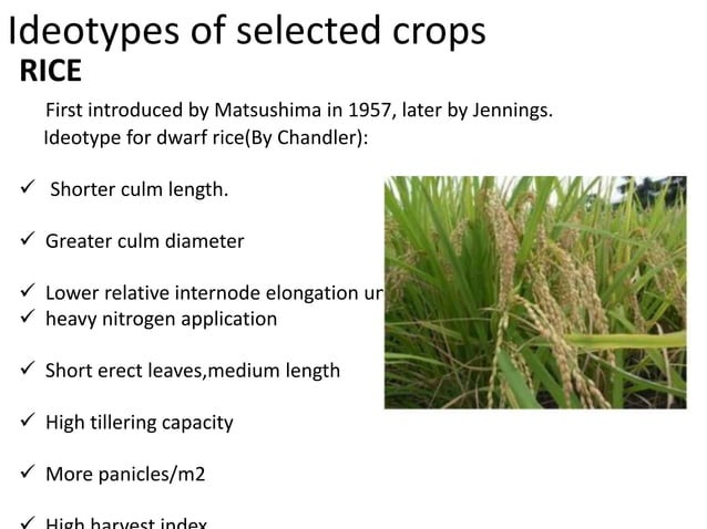 CROP IDEOTYPE CONCEPT- WHEAT, BARLEY, MAIZE AND COTTON | PPTX