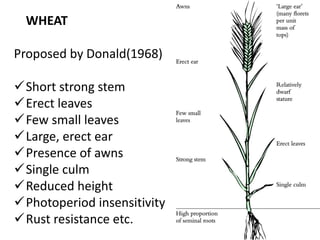 CROP IDEOTYPE CONCEPT- WHEAT, BARLEY, MAIZE AND COTTON | PPTX