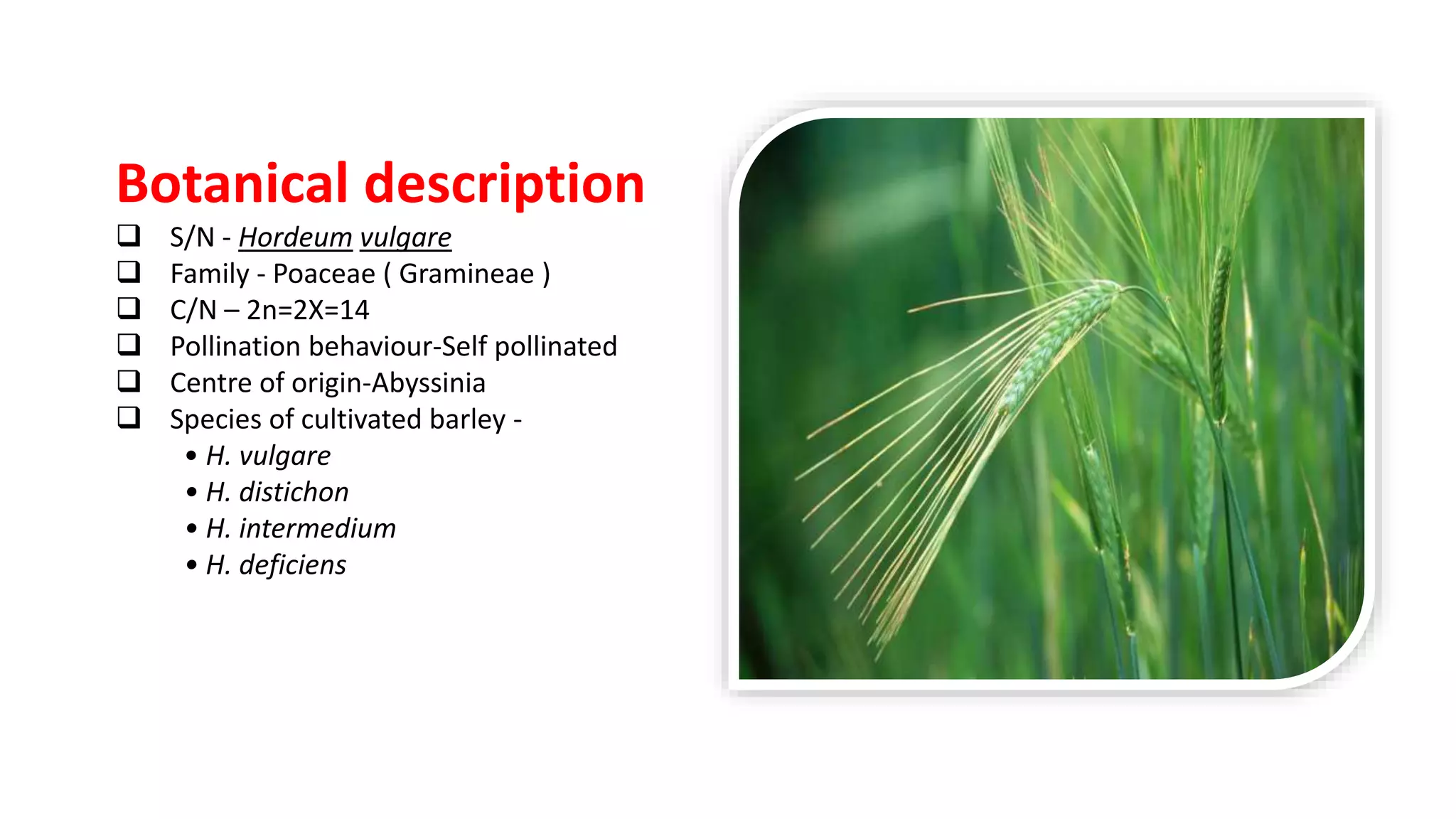 CROP IMPROVEMENT IN BARLEY.pptx