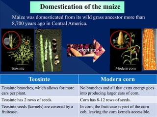 Crop improvement in fodder maize for sustanable economic development | PPTX