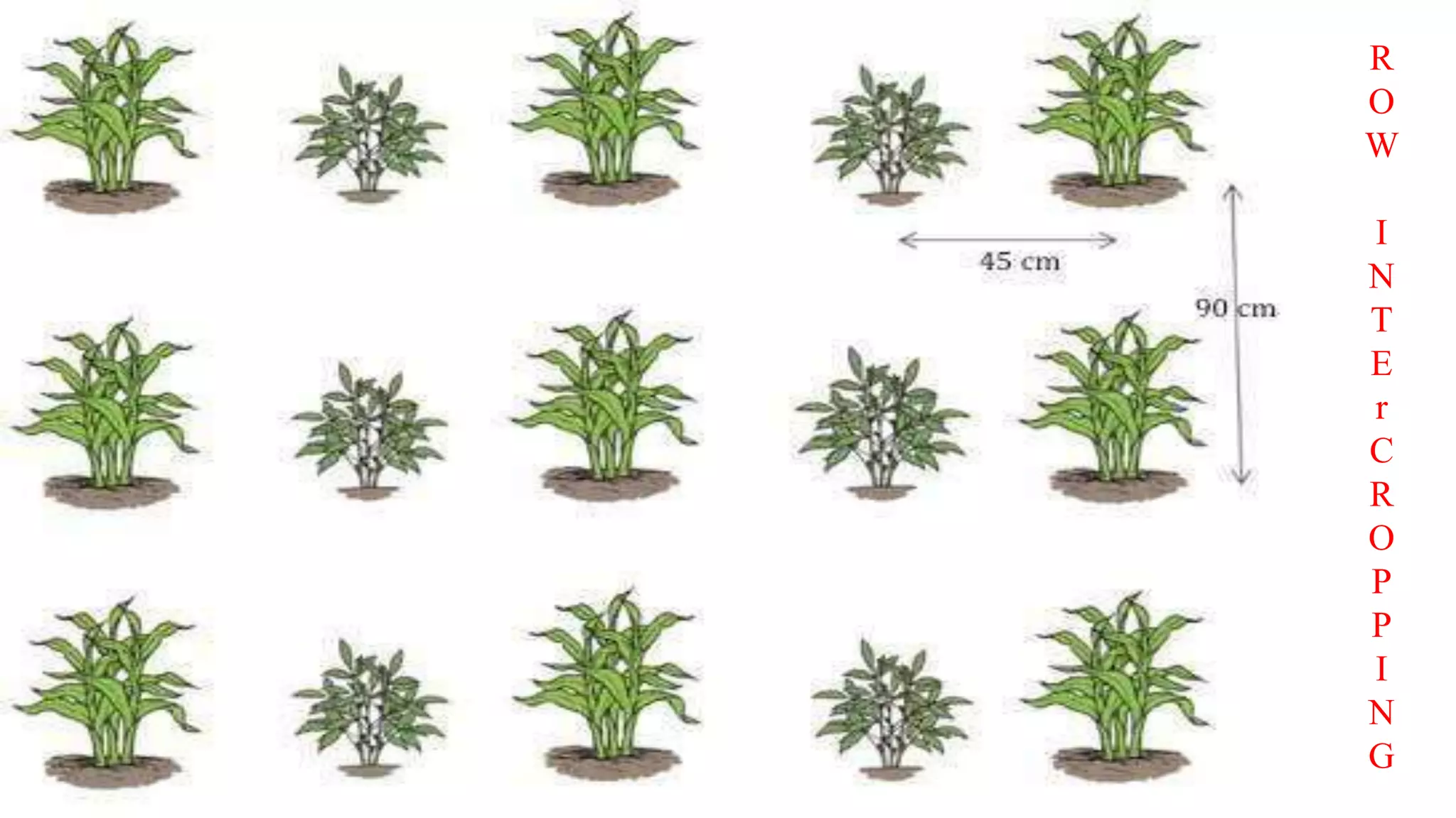 croping patterns.pptx