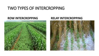 croping patterns.pptx