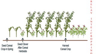 croping patterns.pptx