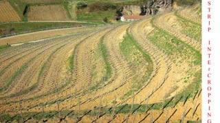 croping patterns.pptx