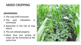 croping patterns.pptx