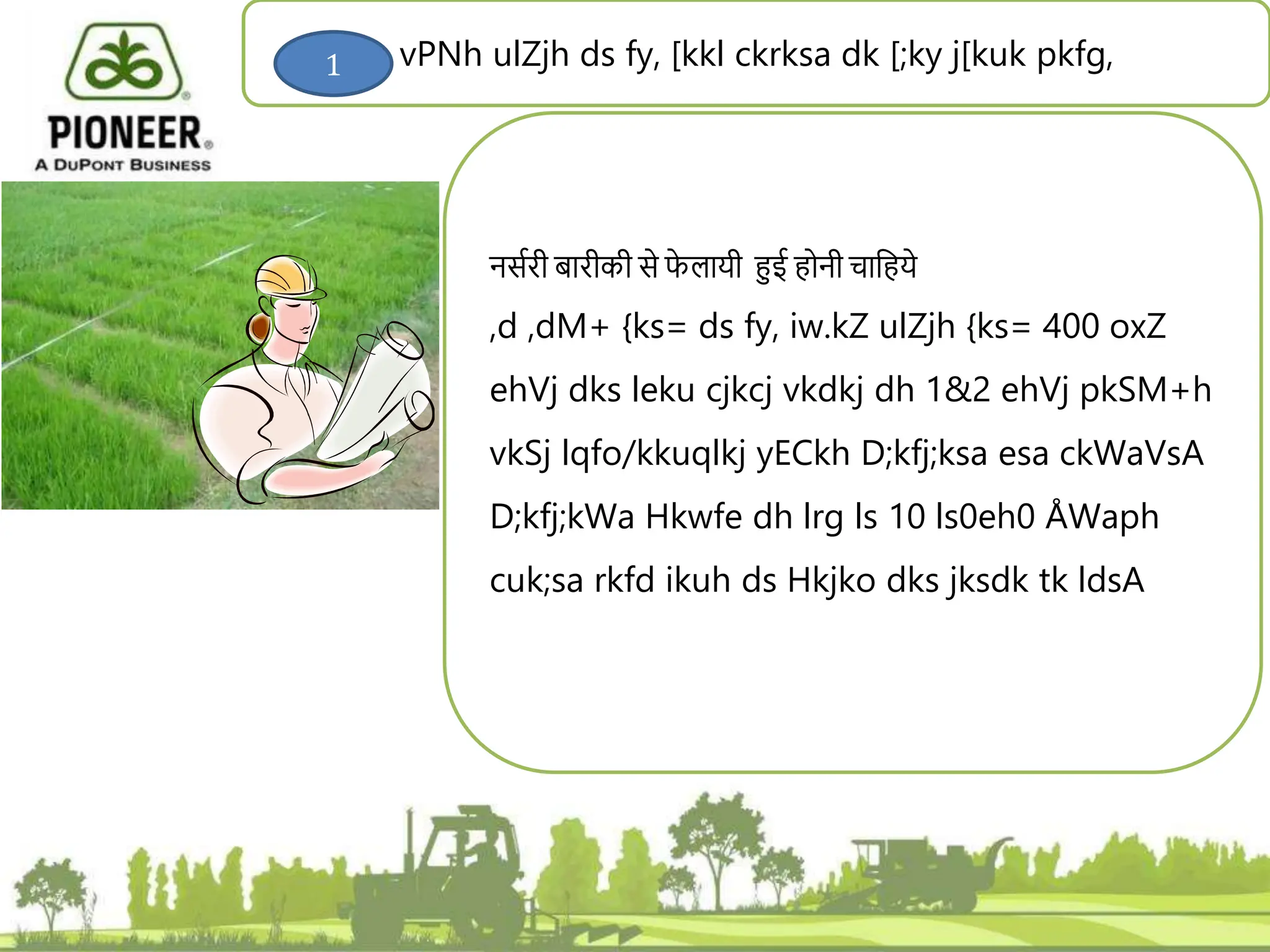 crop management hybrid paddy in hindi.ppt