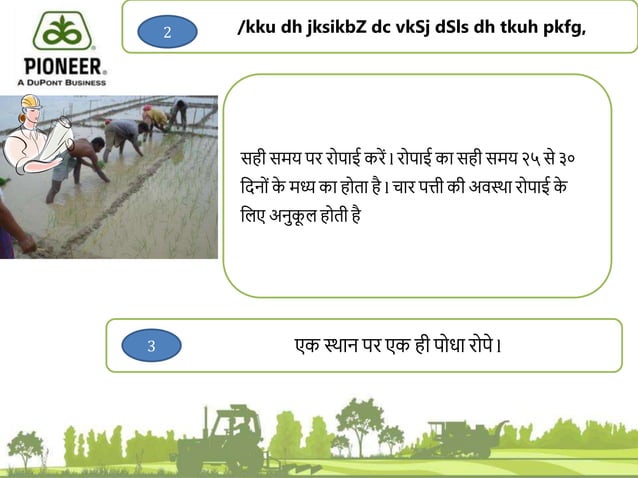 crop management hybrid paddy in hindi.ppt