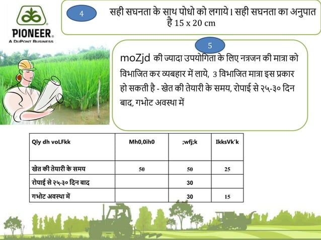 crop management hybrid paddy in hindi.ppt