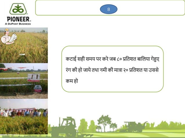 crop management hybrid paddy in hindi.ppt