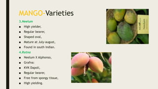 Crop Mango fruit 🥭 Presentation (1).pptx